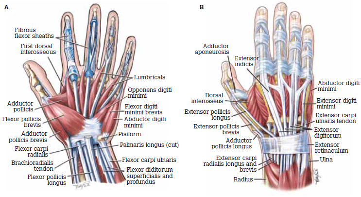 Flexor Tendons Hand